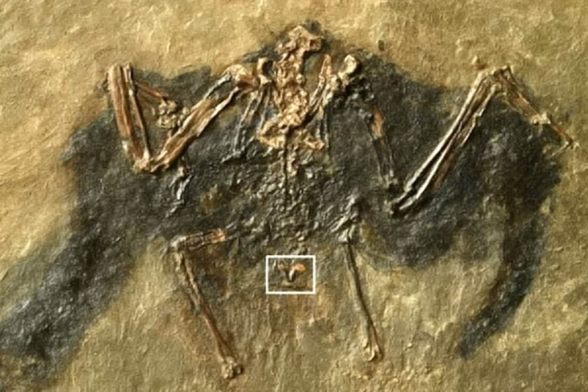 Descoberto pássaro de 48 milhões de anos